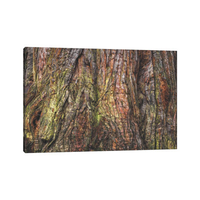 Alpen Home Sequoia Tree Bark by Louis Ruth - Wrapped Canvas Gallery-Wrapped Canvas Giclée ...